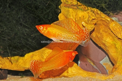 Nautilus Wholesale. MOLLIES