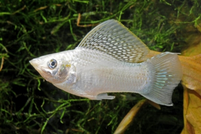 Nautilus Wholesale. MOLLIES