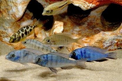 Nautilus Wholesale. Freshwater Fish