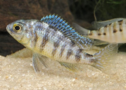 Nautilus Wholesale. Freshwater Fish