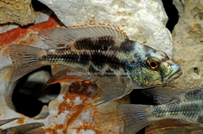 Nautilus Wholesale. Freshwater Fish