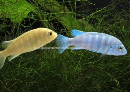 Nautilus Wholesale. Freshwater Fish
