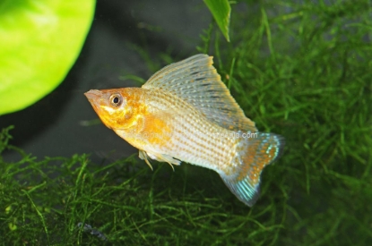 Nautilus Wholesale. MOLLIES