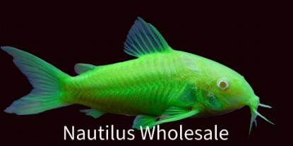Nautilus Wholesale. Freshwater Fish